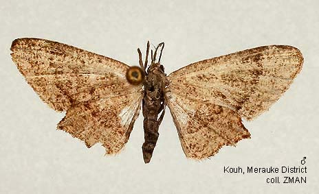 Papua Insects Foundation (Lepidoptera/Uraniidae/Epipleminae/Monobolodes ...